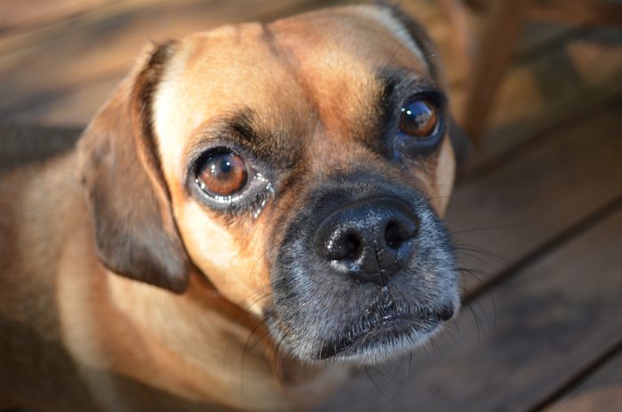 Reduced Fee Pet Adoption Events with CHA Animal Shelter