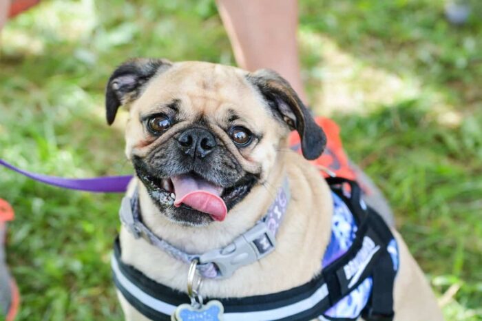 Wag! Festival: The Biggest Dog Fest of the Summer - Columbus on the Cheap