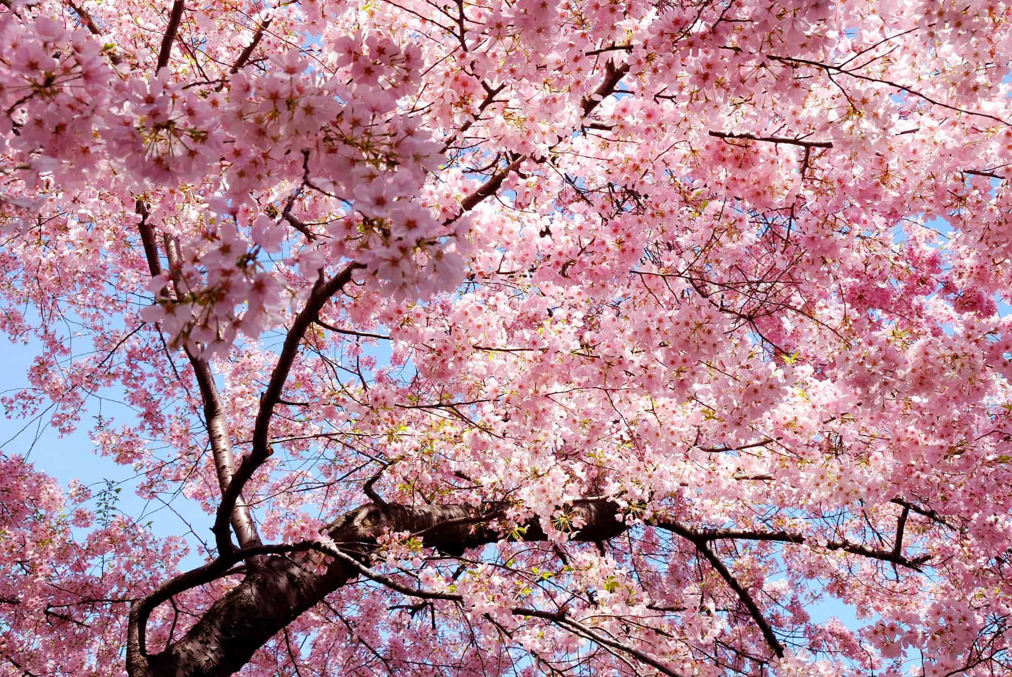 Where to find Cherry Blossoms in Ohio this Spring - Columbus on the Cheap
