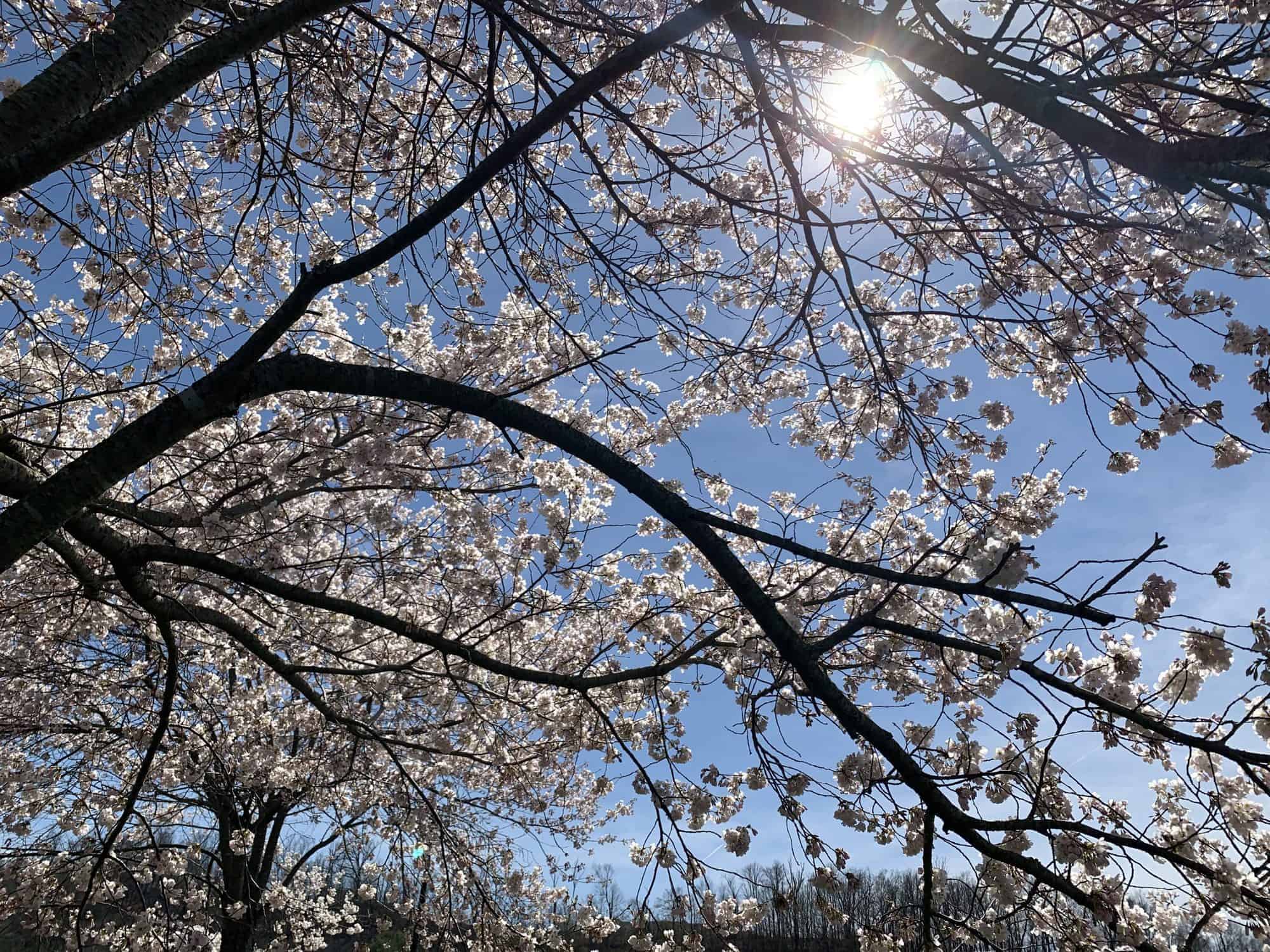 Where to find Cherry Blossoms in Ohio this Spring - Columbus on the Cheap