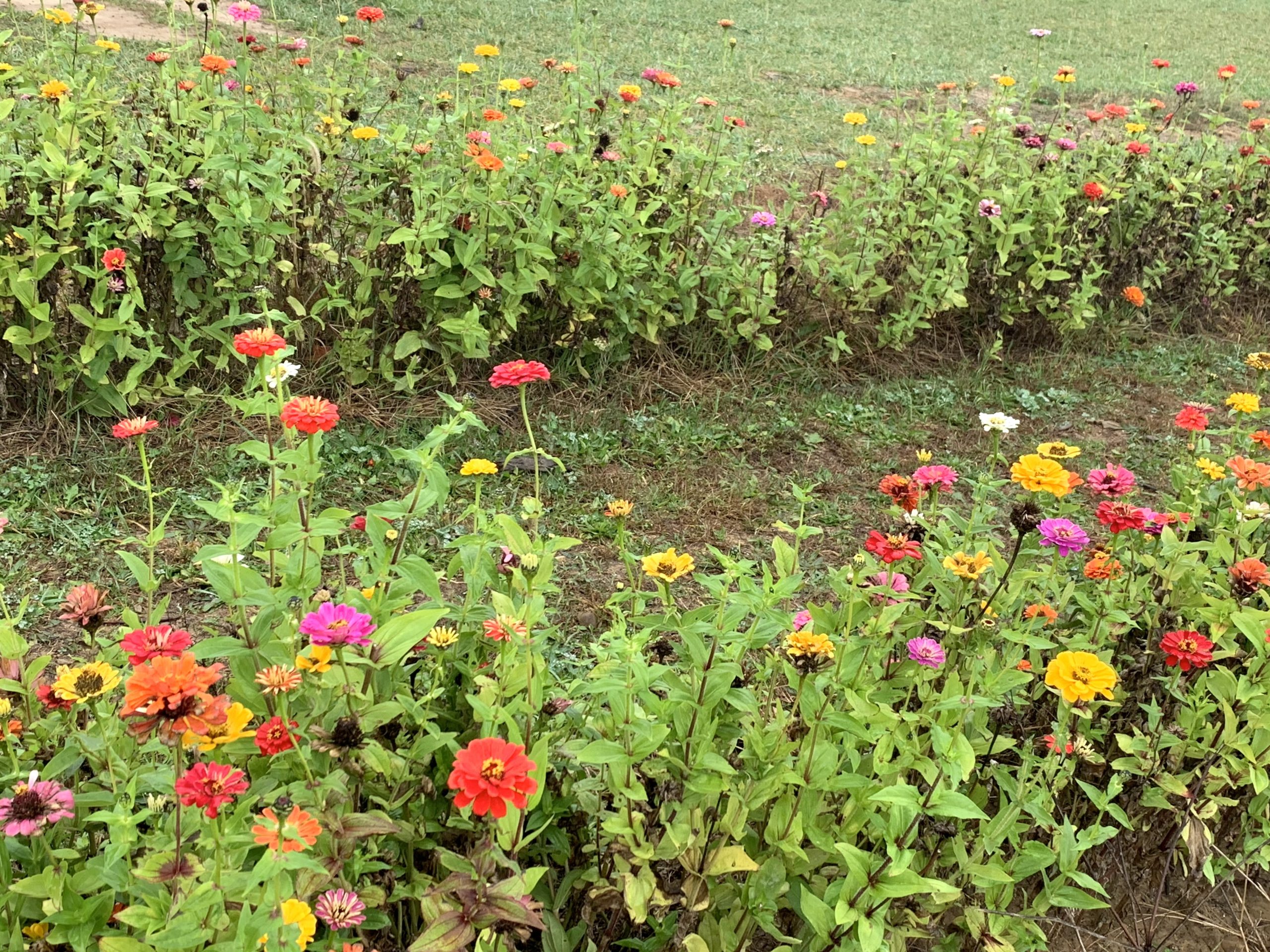 Branstool Orchards Zinnias Columbus On The Cheap branstool-orchards-zinnias-columbus-on-the-cheap