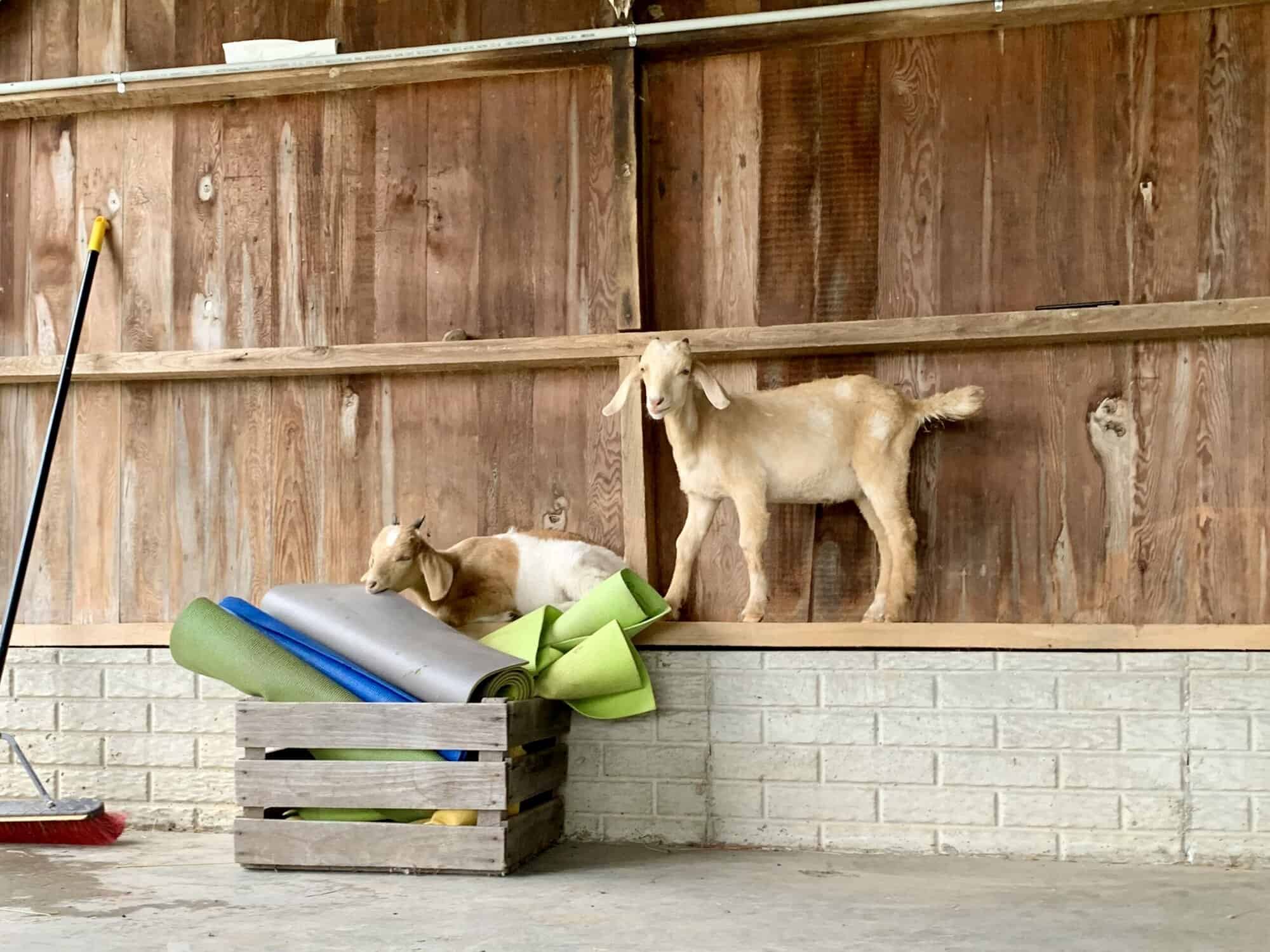 Farm Stands and Goat Yoga at Harrison Farm - Columbus on the Cheap